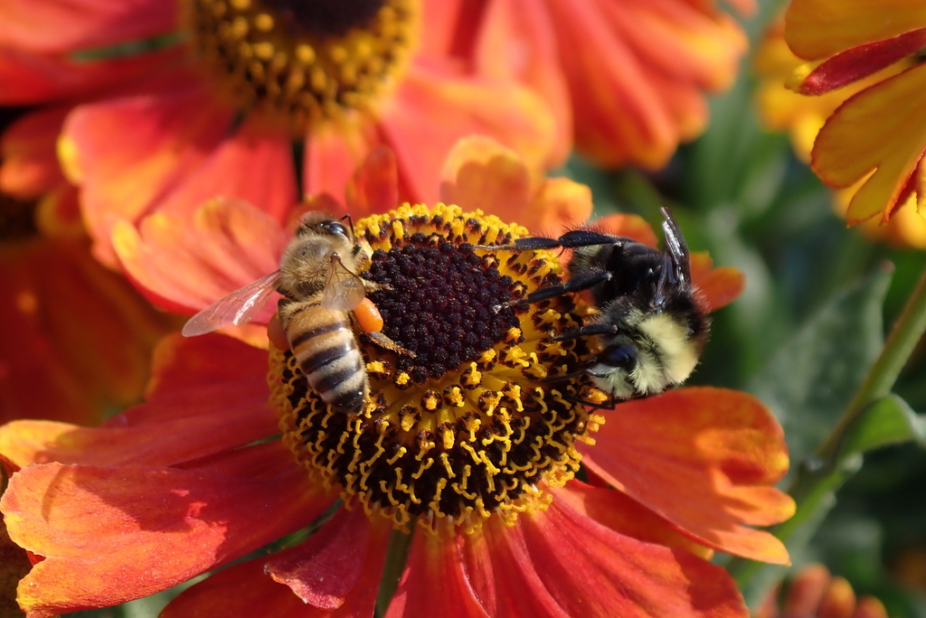Yellow-faced Bumble Bee from West Side, Vancouver, BC, Canada on August ...
