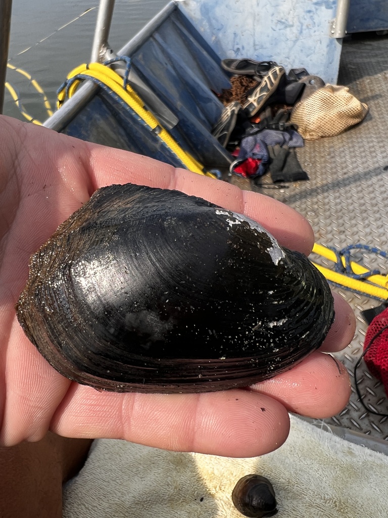 Bleufer from Alabama River, Alberta, AL, US on August 24, 2023 at 09:33 ...