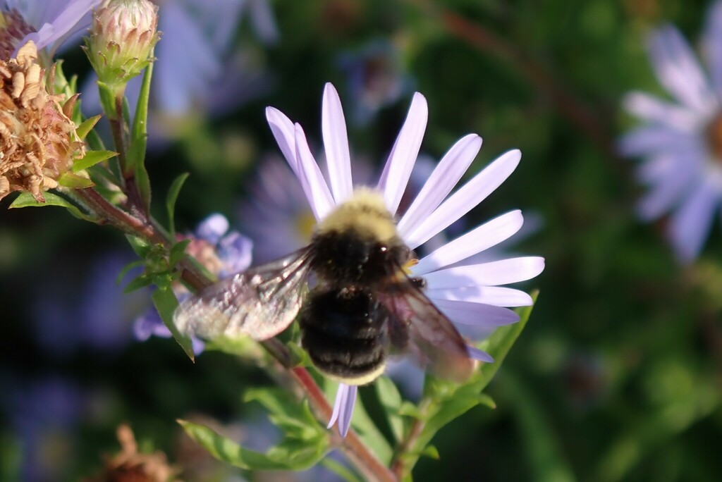Yellow-faced Bumble Bee from West Side, Vancouver, BC, Canada on August ...