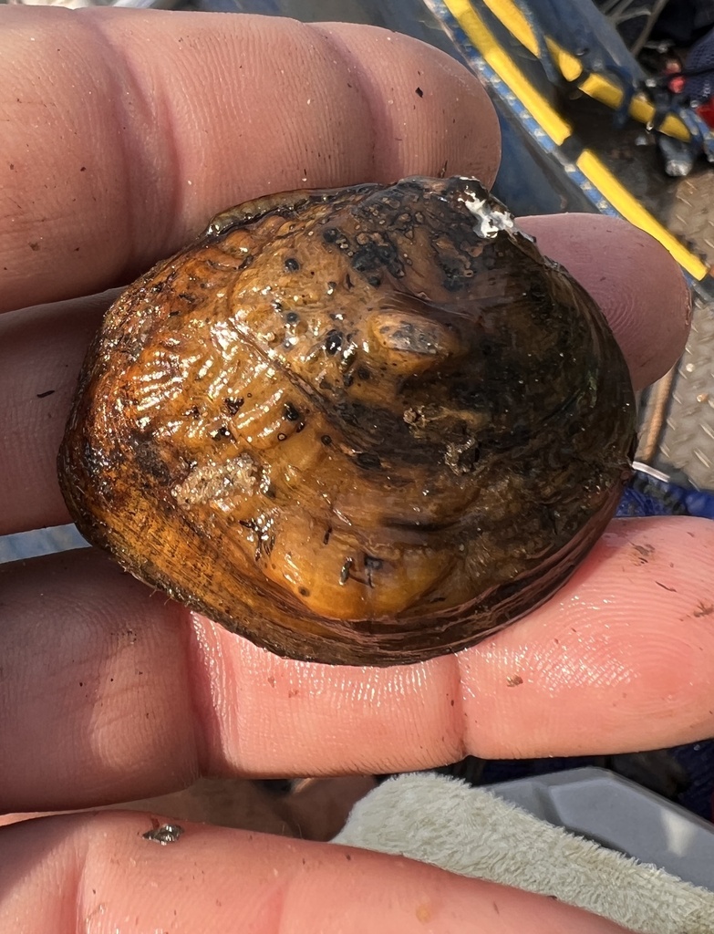 Three-horn Wartyback from Alabama River, Alberta, AL, US on August 24 ...