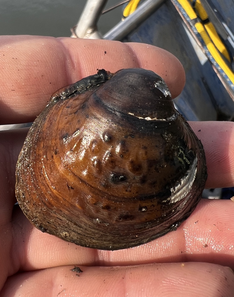 Alabama Orb from Alabama River, Alberta, AL, US on August 24, 2023 at ...
