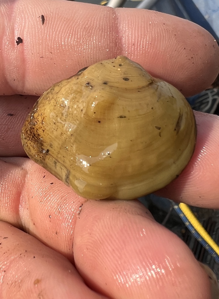 Three-horn Wartyback from Alabama River, Alberta, AL, US on August 24 ...