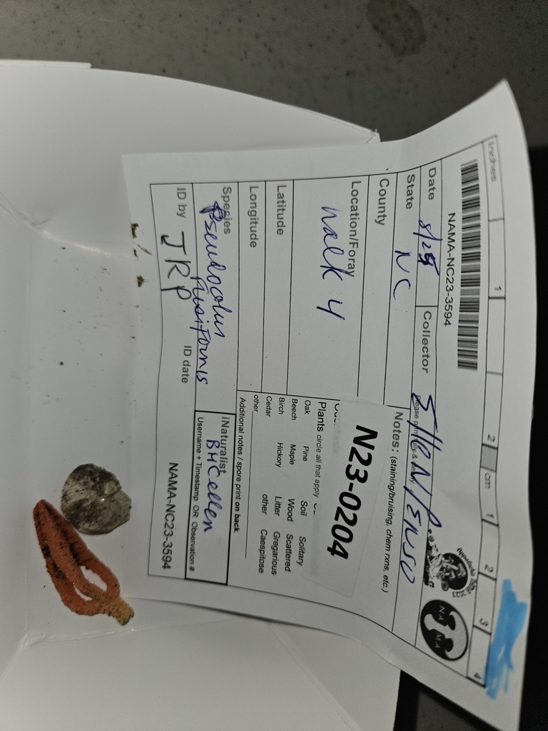 stinky squid from Laurel Park, NC 28739, USA on August 25, 2023 at 02: ...