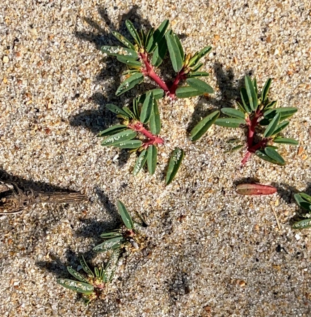 seaside sandmat from Dare County, NC, USA on August 25, 2023 at 02:16 ...
