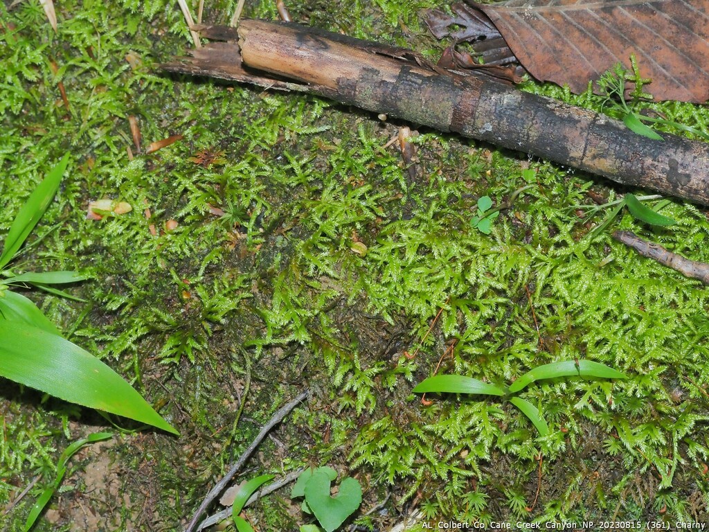 Comb-moss from Cane Creek Canyon, Colbert County, AL, USA on August 15 ...
