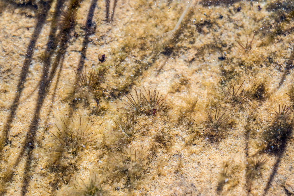 Trithuria inconspicua in March 2016 by jeremy_rolfe. Small plants in ...