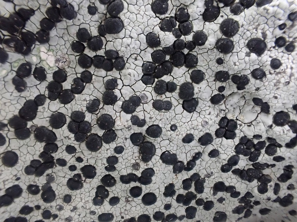 concentric boulder lichen from Llan Ffestiniog to Coed Cymerau Isaf via ...