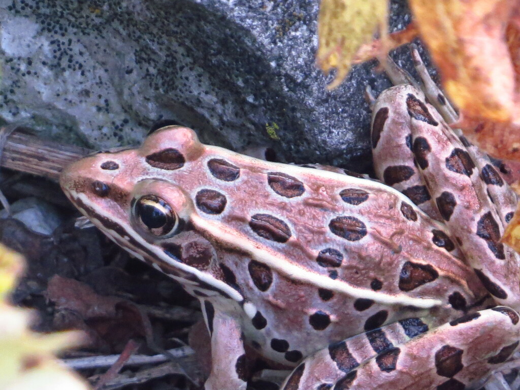 Northern Leopard Frog from Dodge County, WI, USA on August 22, 2023 at ...