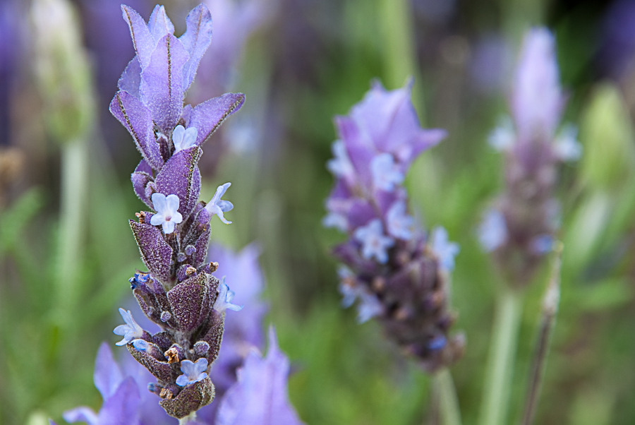 French lavender (Plants of Saudi Arabia) · iNaturalist