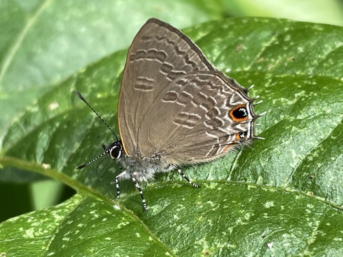 Anthene rubricinctus · iNaturalist United Kingdom