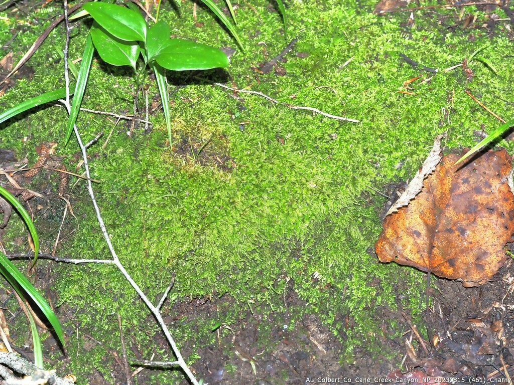 Comb-moss from Cane Creek Canyon, Colbert County, AL, USA on August 15 ...
