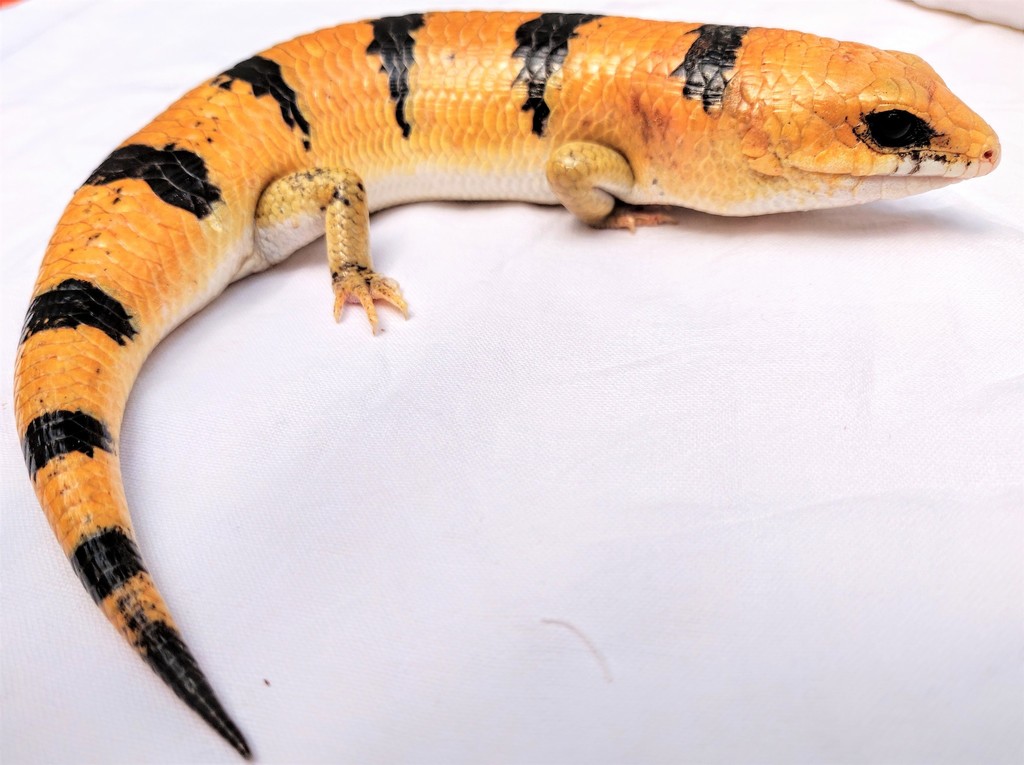Peters' Banded Skink from Arlit, Niger on February 11, 2019 by Eric ...
