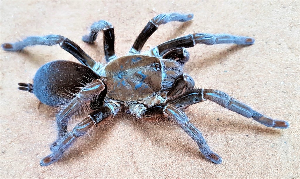 Nigerian Rust Rump Baboon Spider from Lomé, Togo on January 19, 2019 at ...