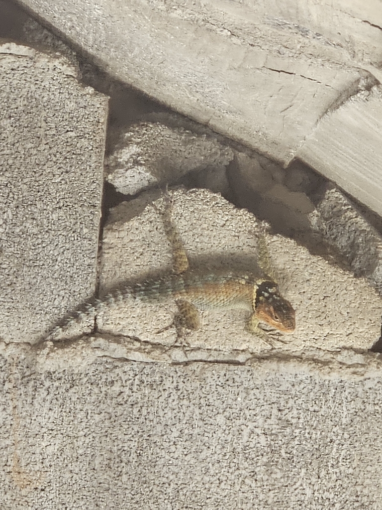 Spiny Lizards from Valle de Juárez, N.L., Mexico on August 2, 2023 at ...
