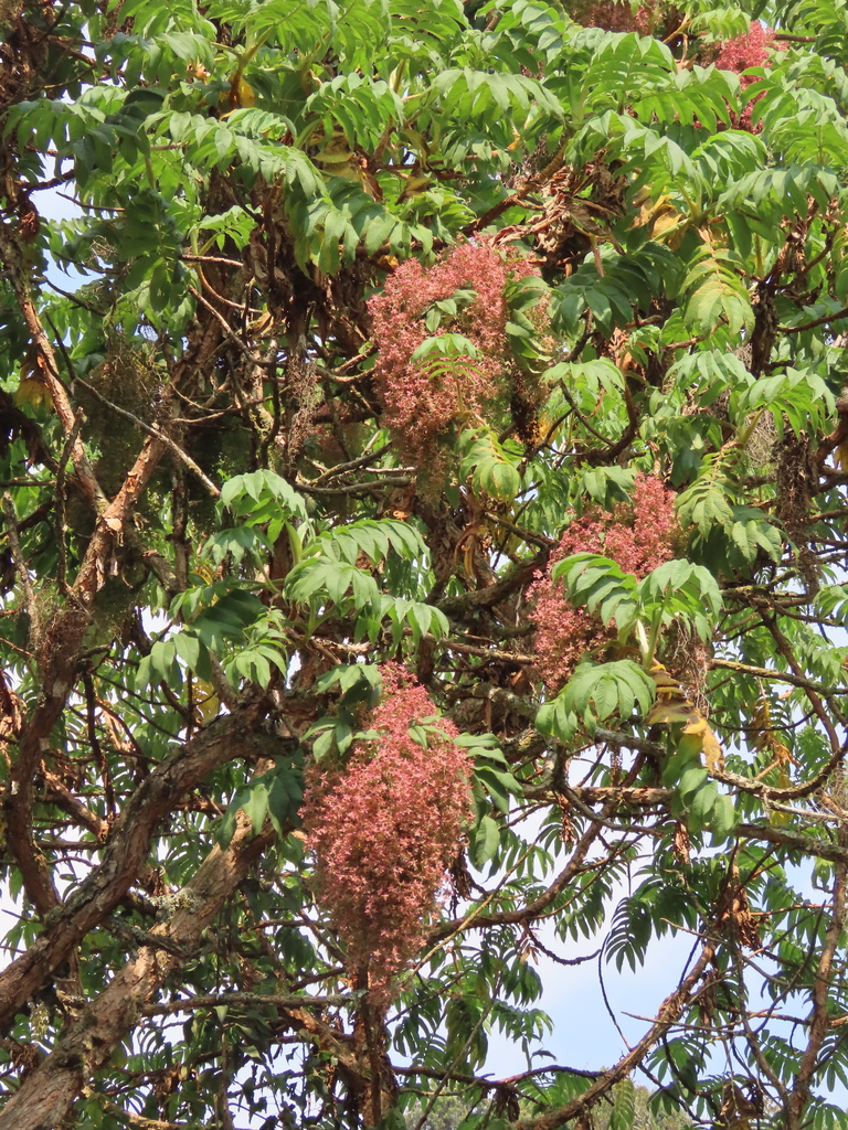 African Redwood (Hagenia abyssinica) - Botanical Realm