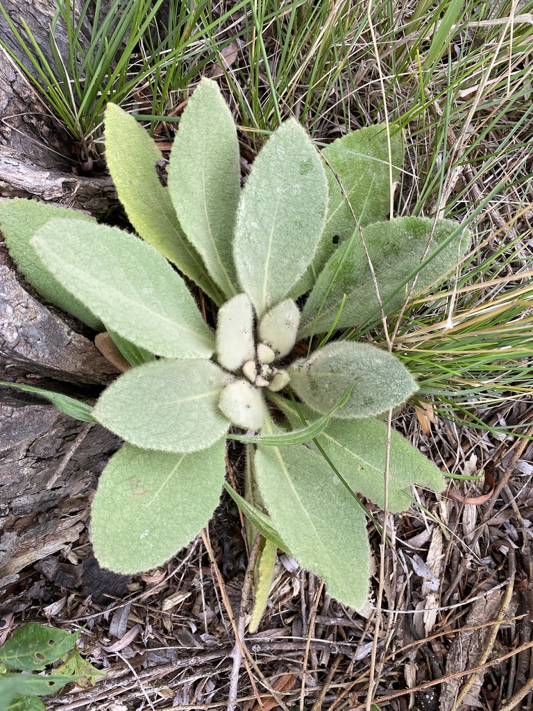 great mullein from Schultz Park Dr, Douglas, MI, US on August 25, 2023 ...