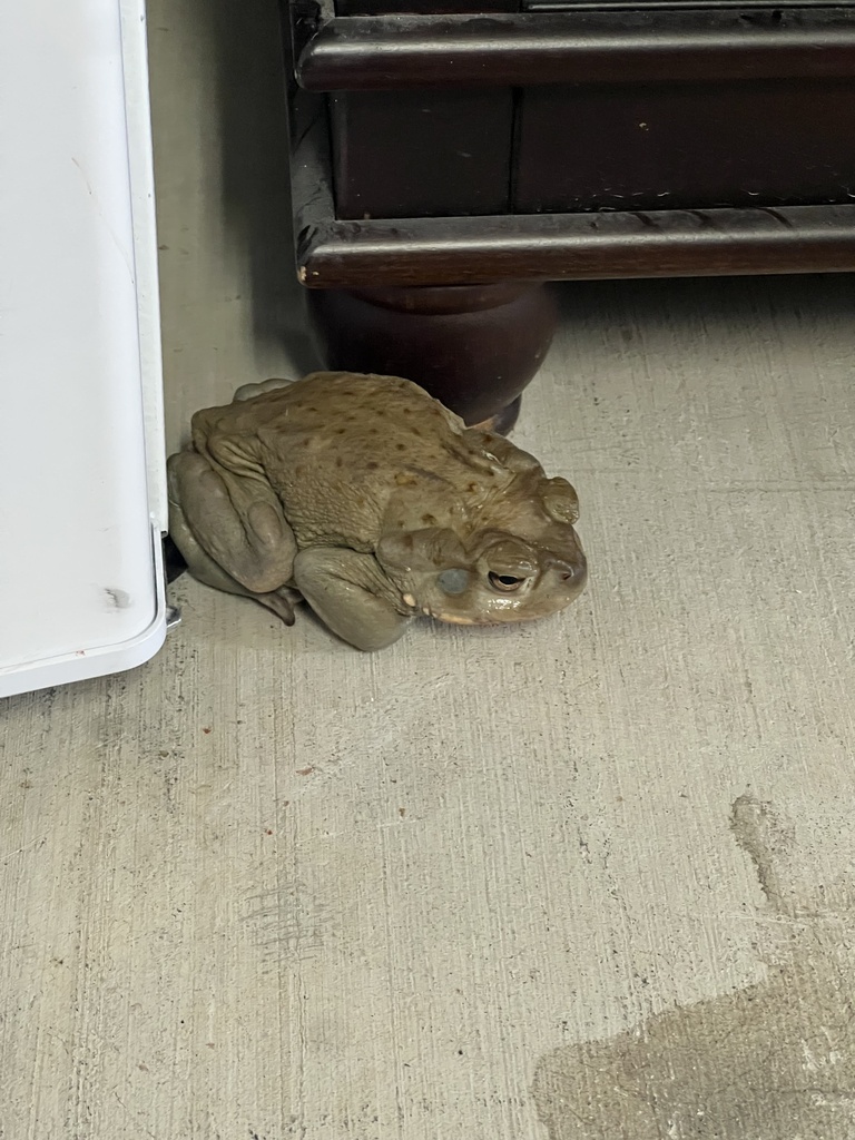 Sonoran Desert Toad in August 2023 by jr1984. Sonoran Desert Toad ...