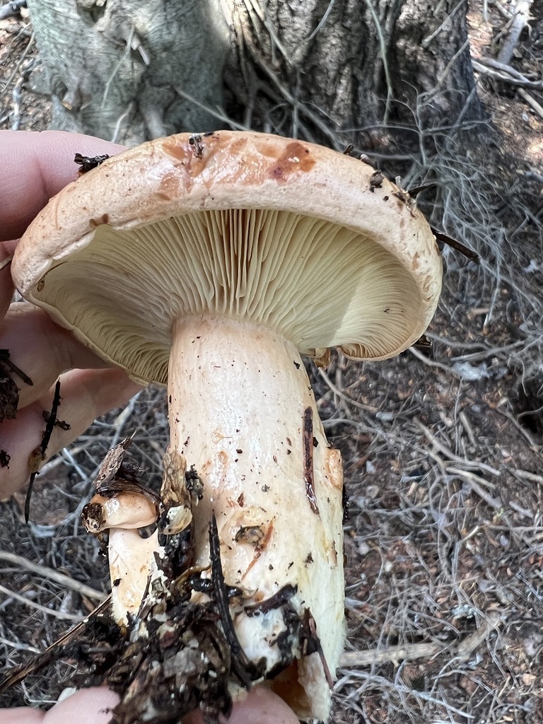tacked milkcap in August 2023 by Joe Matanzas. With spruce · iNaturalist