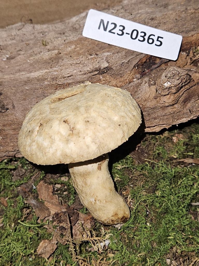 Cornflower Bolete from Laurel Park, NC 28739, USA on August 25, 2023 at ...