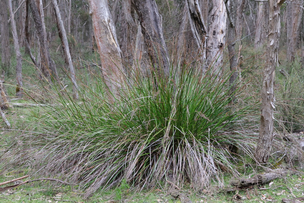 tall sword-sedge from Hotspur VIC 3303, Australia on August 17, 2023 at ...