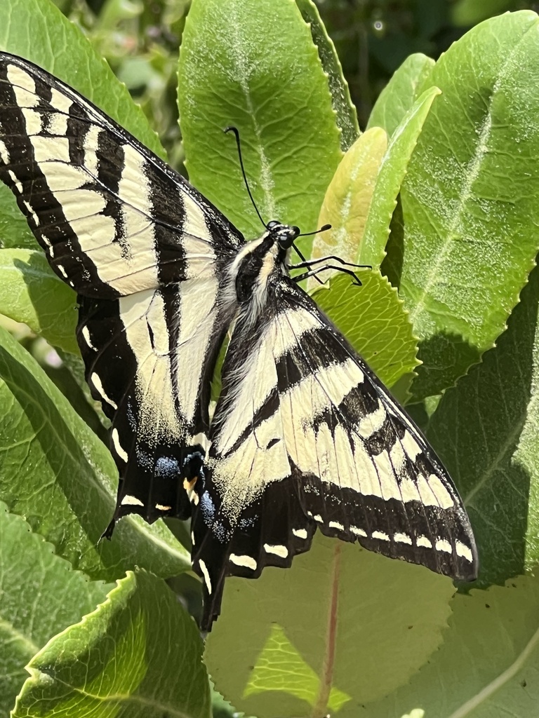 Western Tiger Swallowtail from Fremont Older Preserve, Saratoga, CA, US ...
