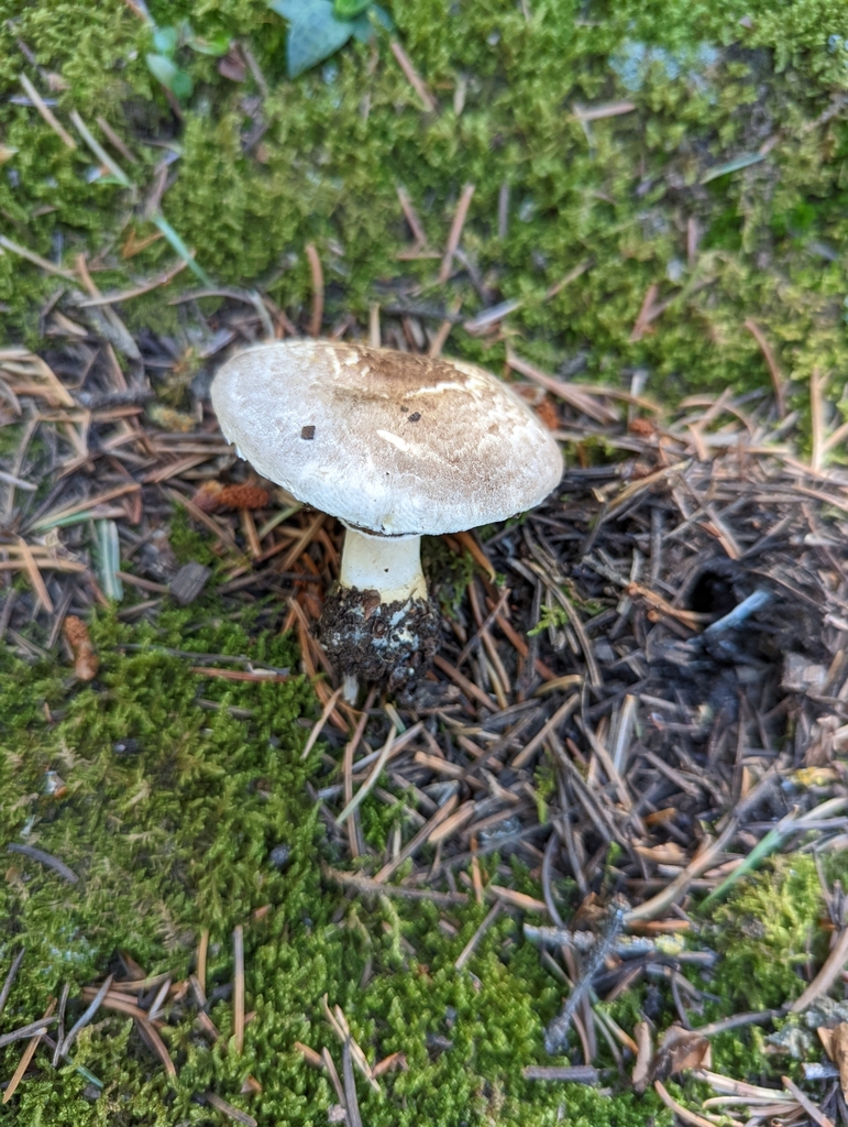 Agaricus kerriganii in August 2023 by James Chelin. Woodland Mini ...