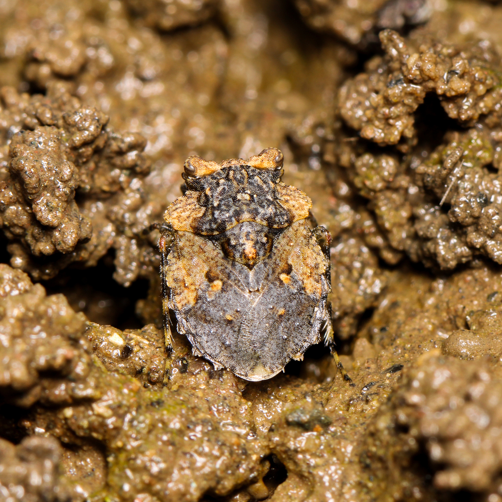 Big-eyed Toad Bug from Great Falls, VA, USA on August 22, 2023 at 01:37 ...
