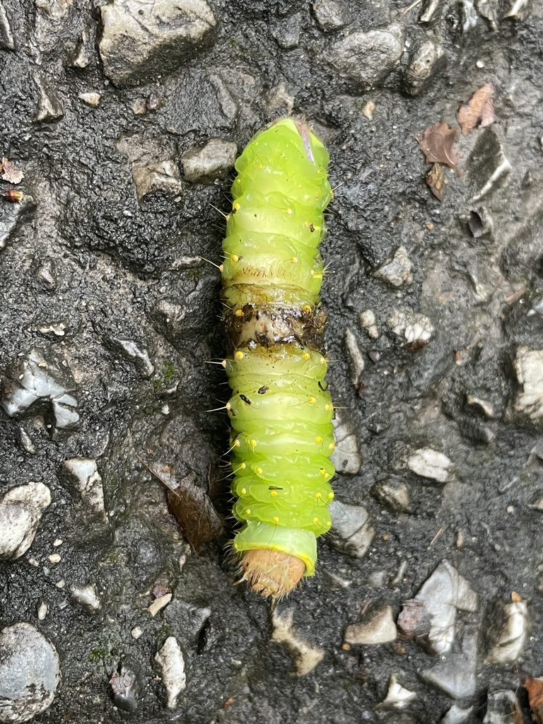 Polyphemus Moth from Prospect Park, New York, NY, US on August 25, 2023 ...