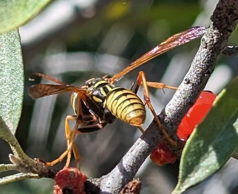 Golden Paper Wasp from Medora, ND 58645, USA on August 23, 2023 at 10: ...