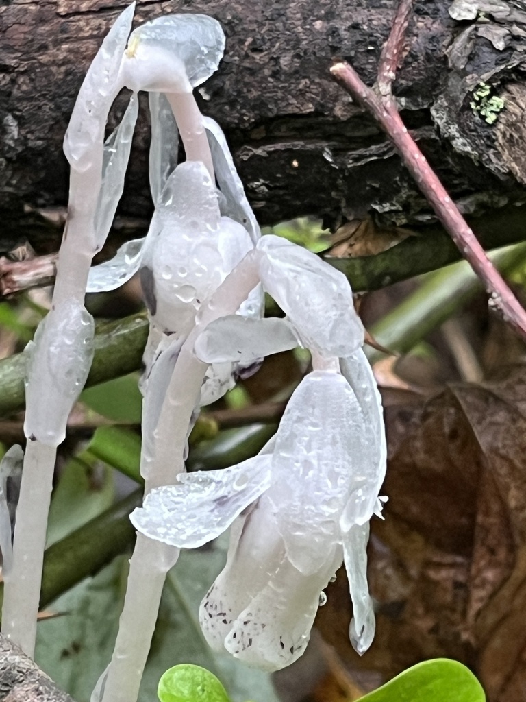 Ghost Pipe from Ada, MI, US on August 25, 2023 at 12:19 PM by loxford ...