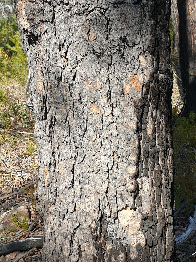 Red Bloodwood from Bilpin, Wollemi National Park, NSW on August 25 ...