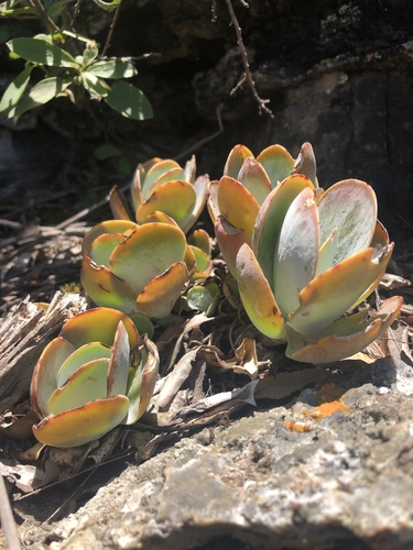 Subspecies Kalanchoe luciae montana · iNaturalist