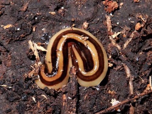 Newzealandia agricola · iNaturalist Ecuador