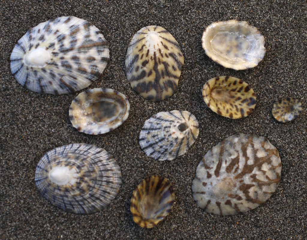 Radiate Limpet (Intertidal and Coastal Species of the East Coast Bays ...