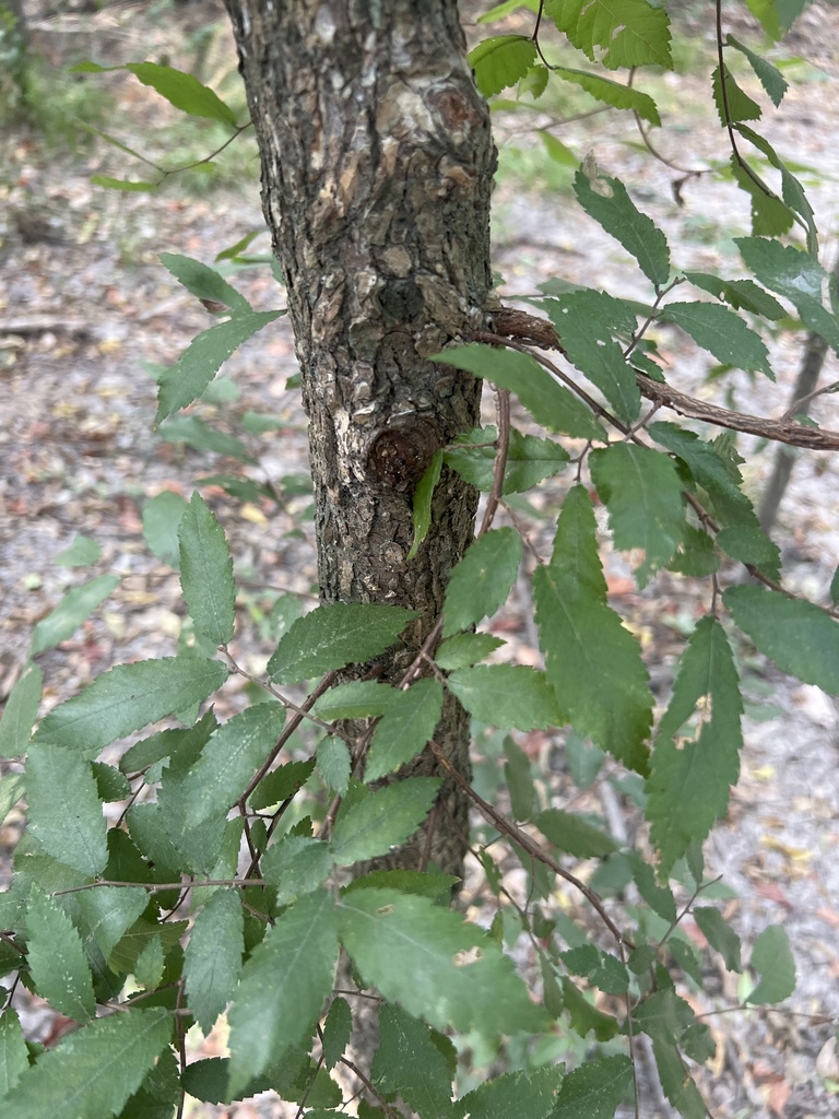 Winged Elm from Strack Dr E, Spring, TX, US on August 25, 2023 at 06:01 ...