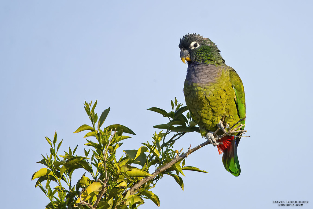 Scaly-headed Parrot from Parque Chateau Carreras, Córdoba, Argentina on ...