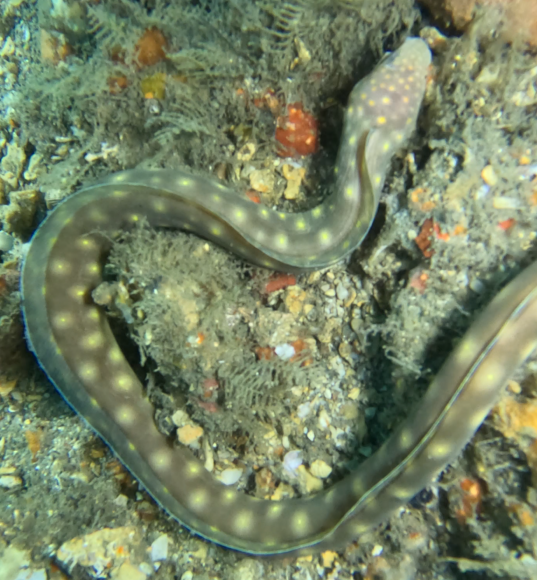 Sharptail Eel from Riviera Beach, FL, USA on August 25, 2023 at 04:21 ...