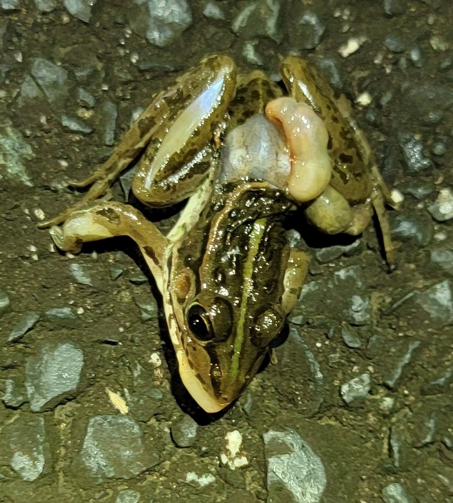 Black-spotted Frog in August 2023 by Amaël Borzée · iNaturalist