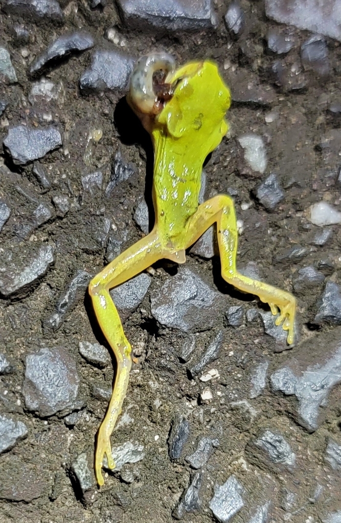 Japanese Tree Frog from Daisen, JP-TT, JP on August 25, 2023 at 10:30 ...