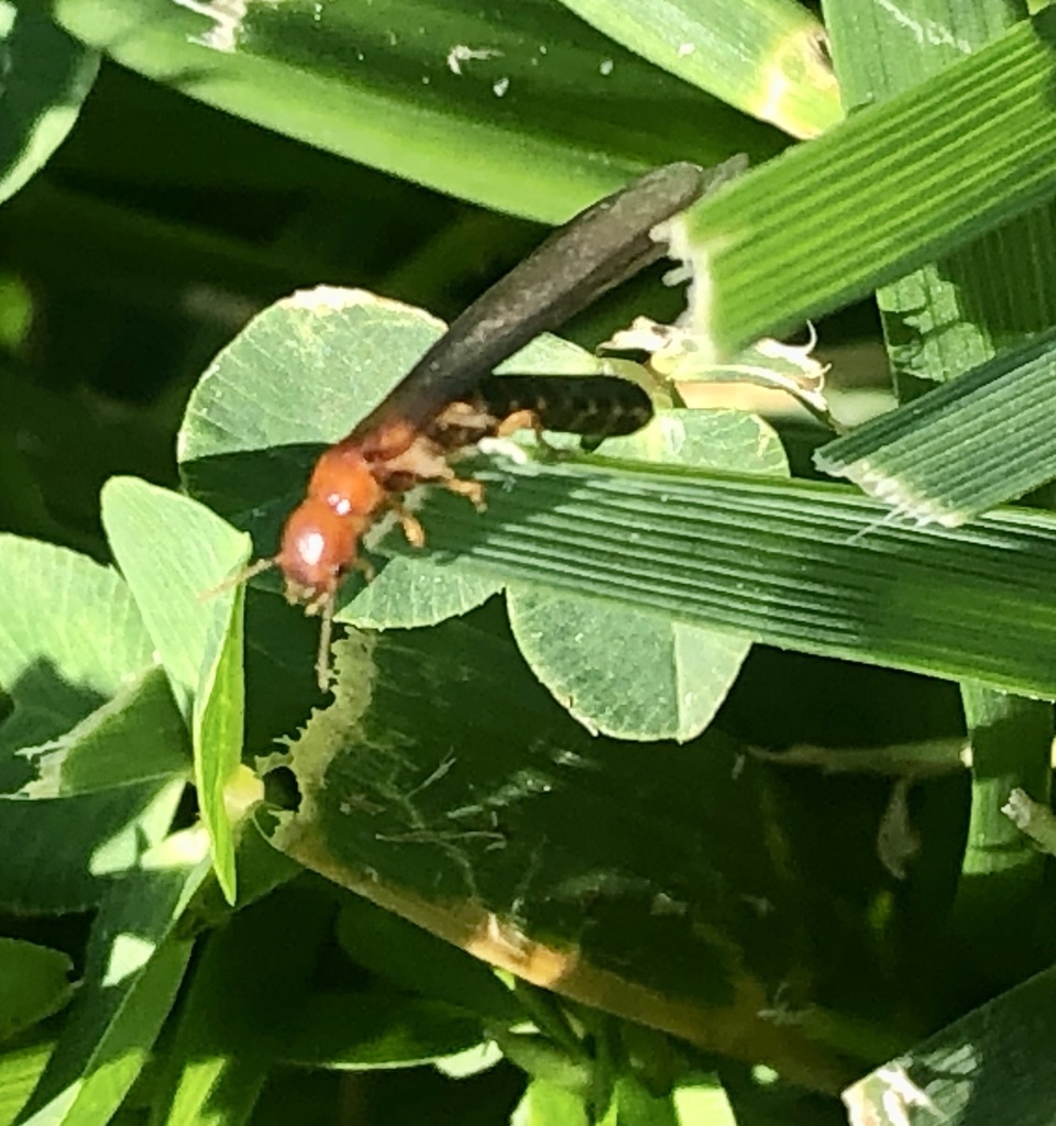 Western Drywood Termite from Mc Carthy Park, Hollister, CA, US on ...