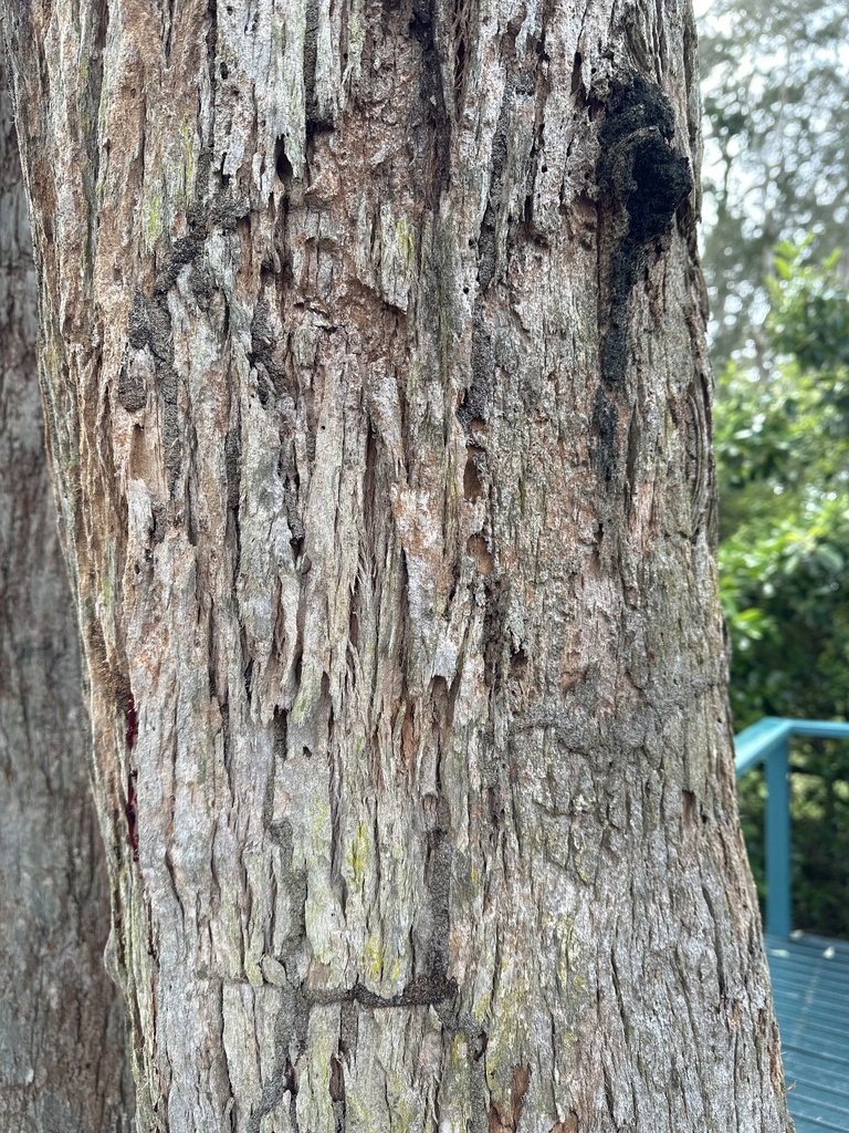 Swamp Mahogany from Lakeside Dr, Macmasters Beach, NSW, AU on August 26 ...