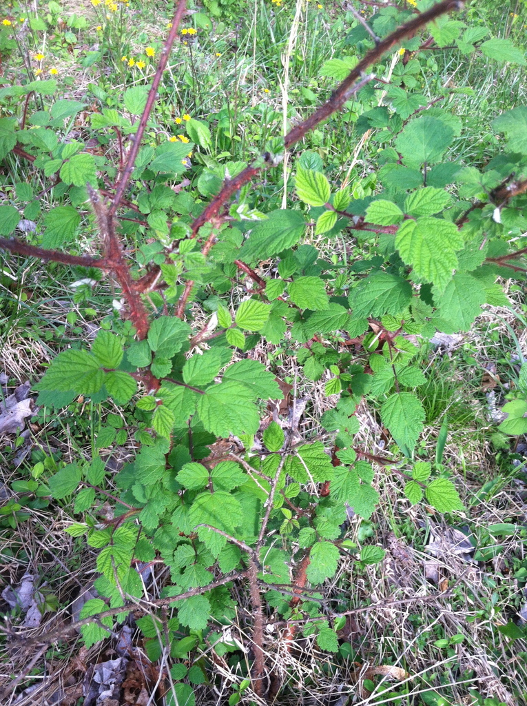 wineberry from Dickenson County, US-VA, US on May 1, 2013 by andrew ...
