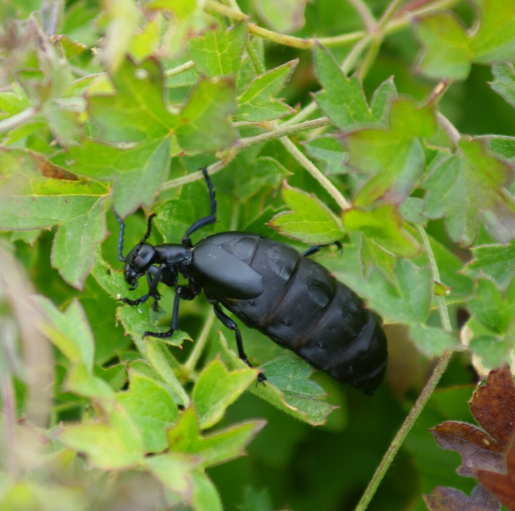 Oil Beetles from Ramos Arizpe, Coah., México on November 9, 2008 at 03: ...