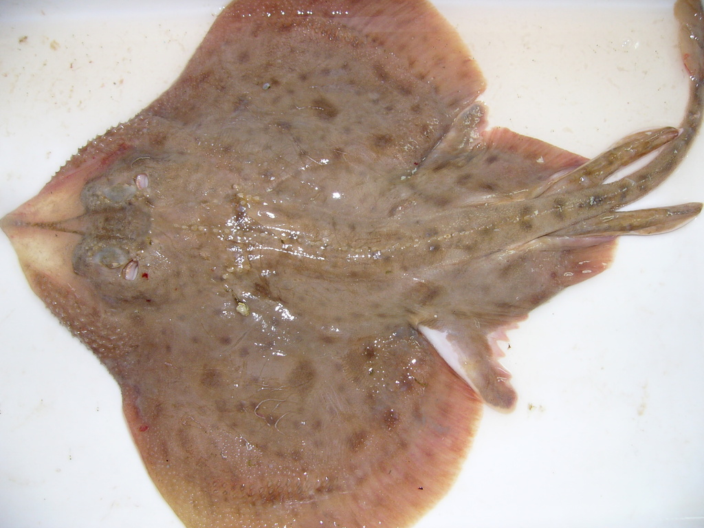 Smooth Skate (Wildlife of the United States - Cartilaginous and Jawless ...