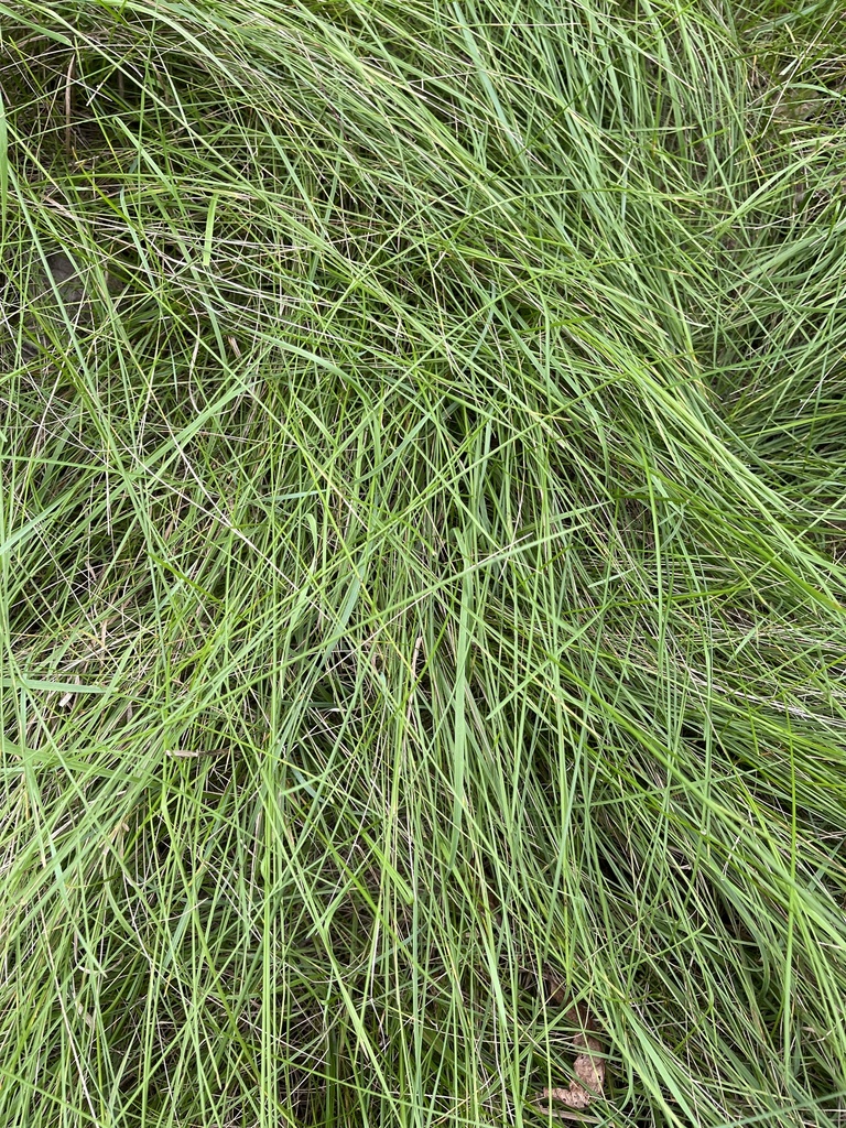 Marsh Hay Cordgrass from Oakland County, US-MI, US on August 25, 2023 ...