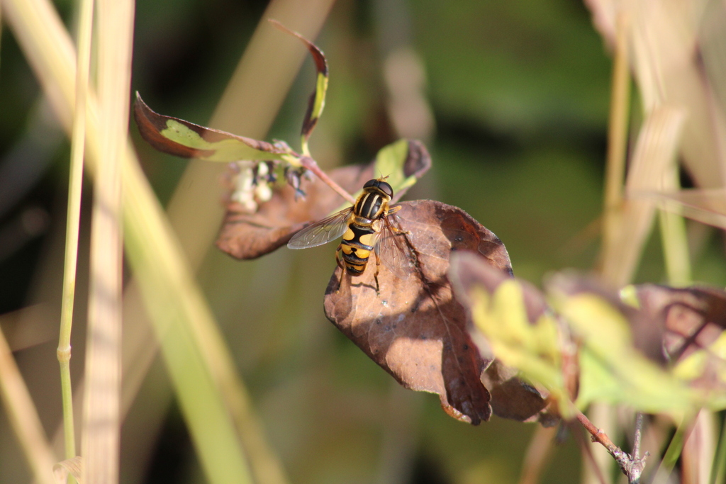 Narrow-headed Marsh Fly from Chief Garry Park, Spokane, WA, USA on ...