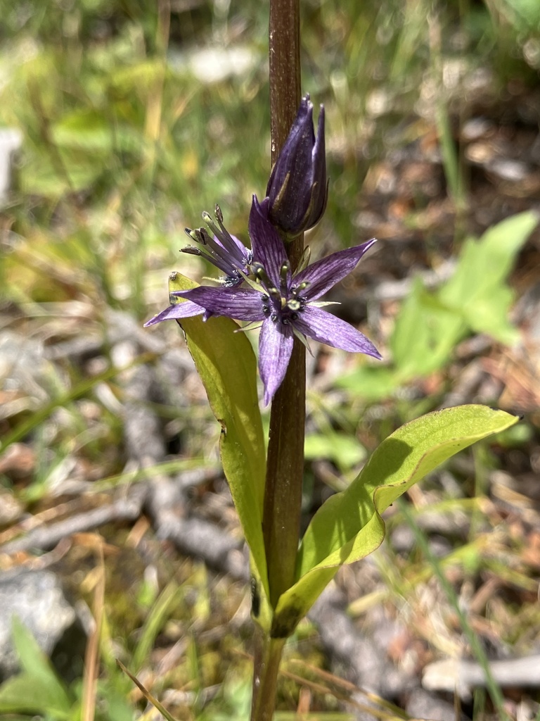 felwort from Summit County, US-CO, US on August 25, 2023 at 01:54 PM by ...
