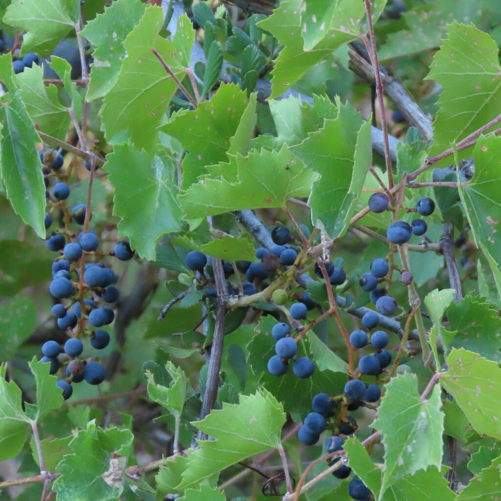 canyon wild grape from Sierra Vista, AZ, USA on August 25, 2023 at 06: ...