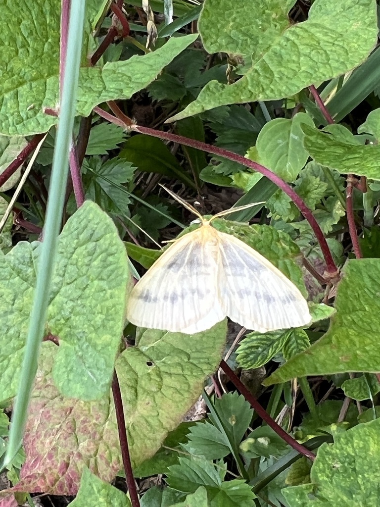 Currant Spanworm Moth from Pendleton County, WV, USA on July 17, 2023 at 03:40 PM by rbartgis ...