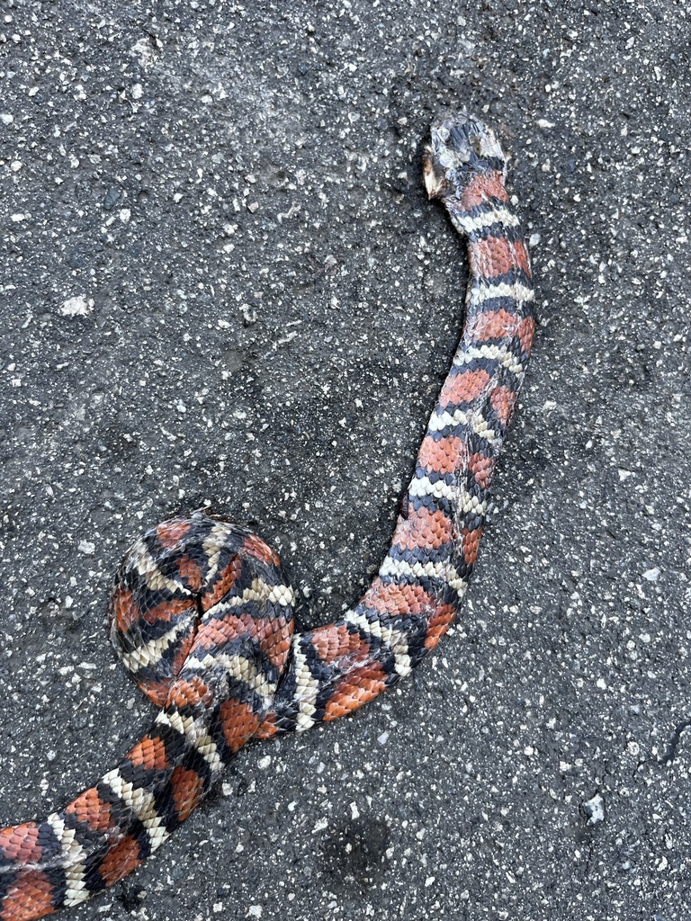 California Mountain Kingsnake in August 2023 by Jordan · iNaturalist